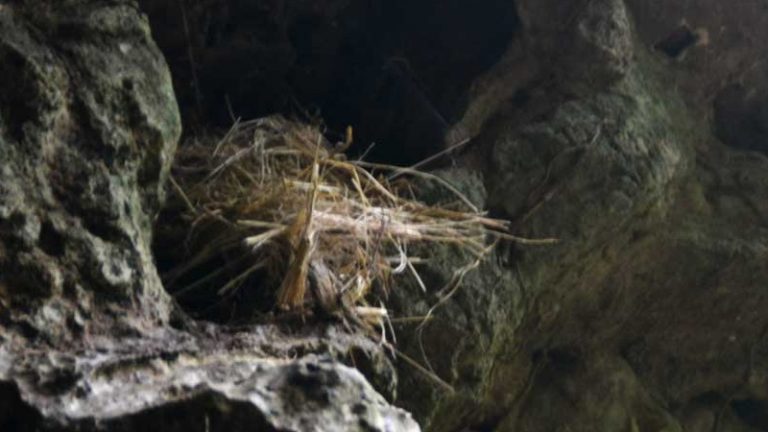 Susuh - seputargk.id