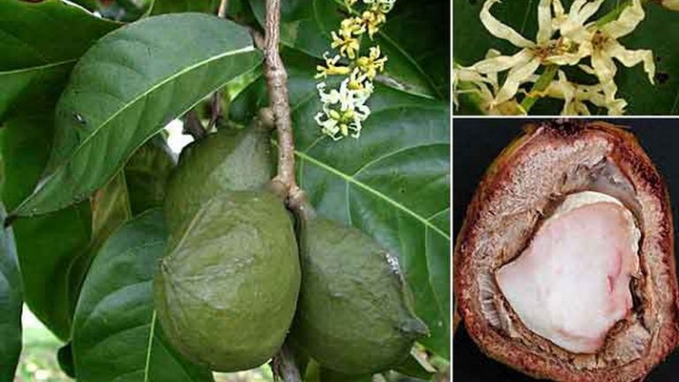 Pohon Gayam Menjadi Pelindung Mata Air - seputargk.id