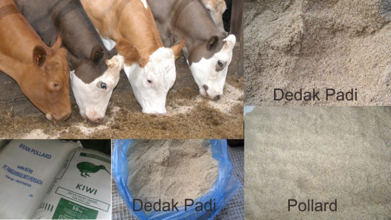 Kandungan Nutrisi Pakan Ternak Dedak dan Pollard - seputargk.id