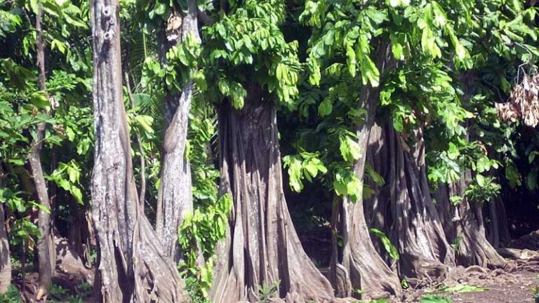 Pohon Gayam Menjadi Pelindung Mata Air - seputargk.id