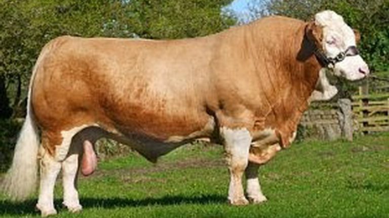 Inilah Keunggulan Sapi Peranakan Ongole – seputargk.id