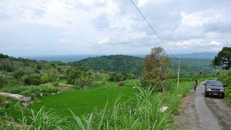 Sapi Brahman, Si Besar dengan Punuk yang Menjadi Ciri Khasnya ...