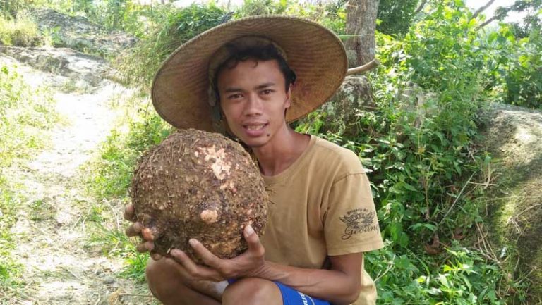 Inilah Keunggulan Sapi Peranakan Ongole – seputargk.id