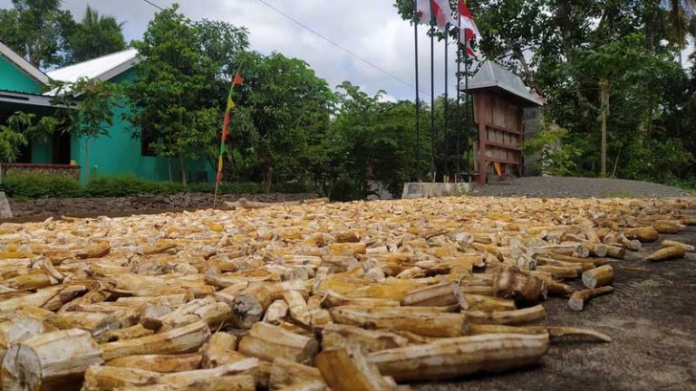 Mengolah Gaplek Menjadi Pakan Ternak - seputargk.id