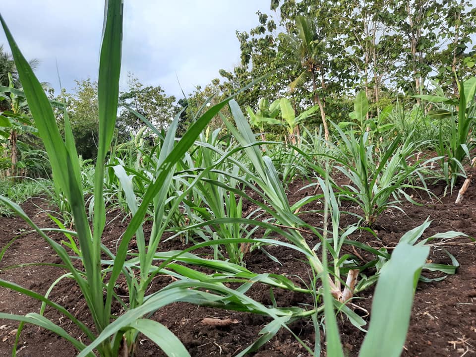 Pengalamanku Berbudidaya Rumput Pakchong - seputargk.id