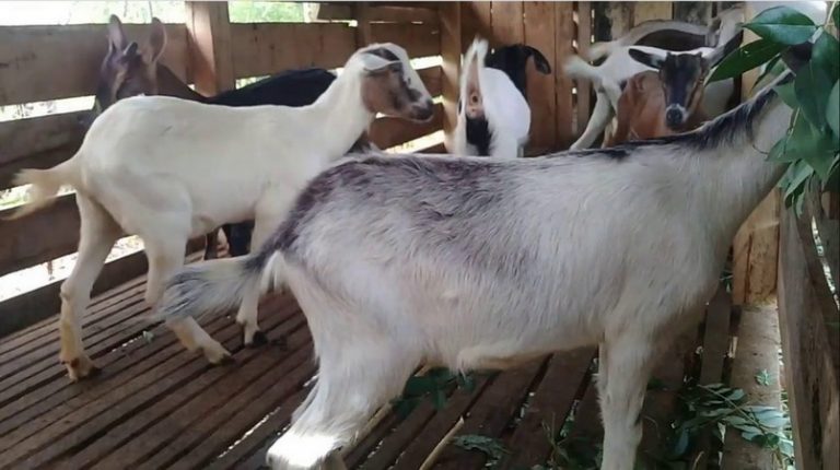 Kenali 12 Jenis Kambing yang Diternakkan di Indonesia - seputargk.id