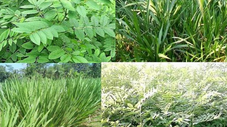 Inilah 5 Jenis Rumput dan Tanaman yang Disukai Kambing dan Domba ...