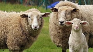 Jenis Domba yang Biasa Diternakkan di Indonesia - seputargk.id