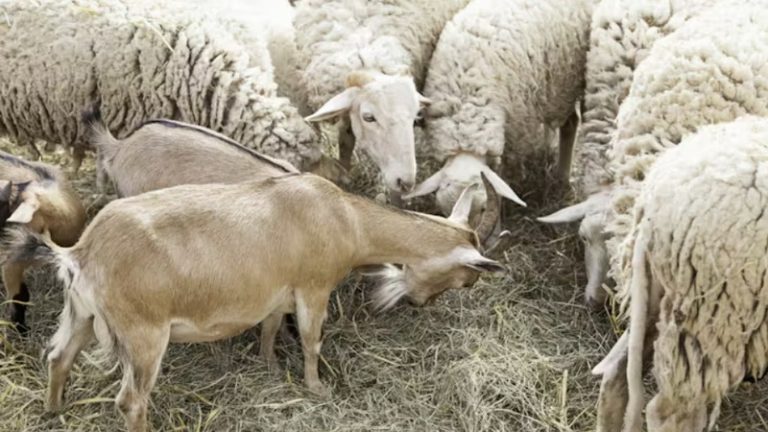 Jenis Domba yang Biasa Diternakkan di Indonesia - seputargk.id